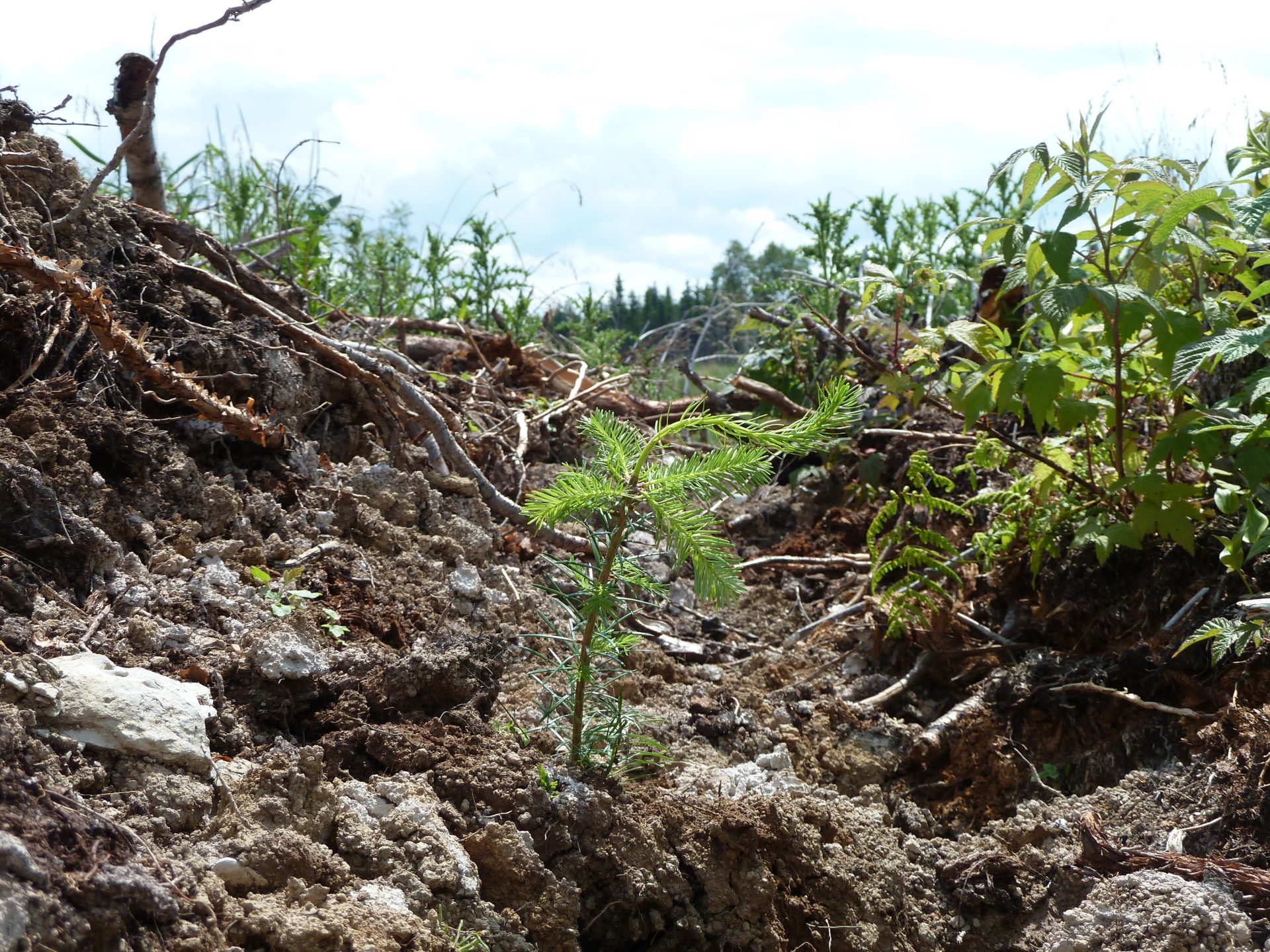 Techniques de plantation forestière | Campus de Mirecourt agricole et ...
